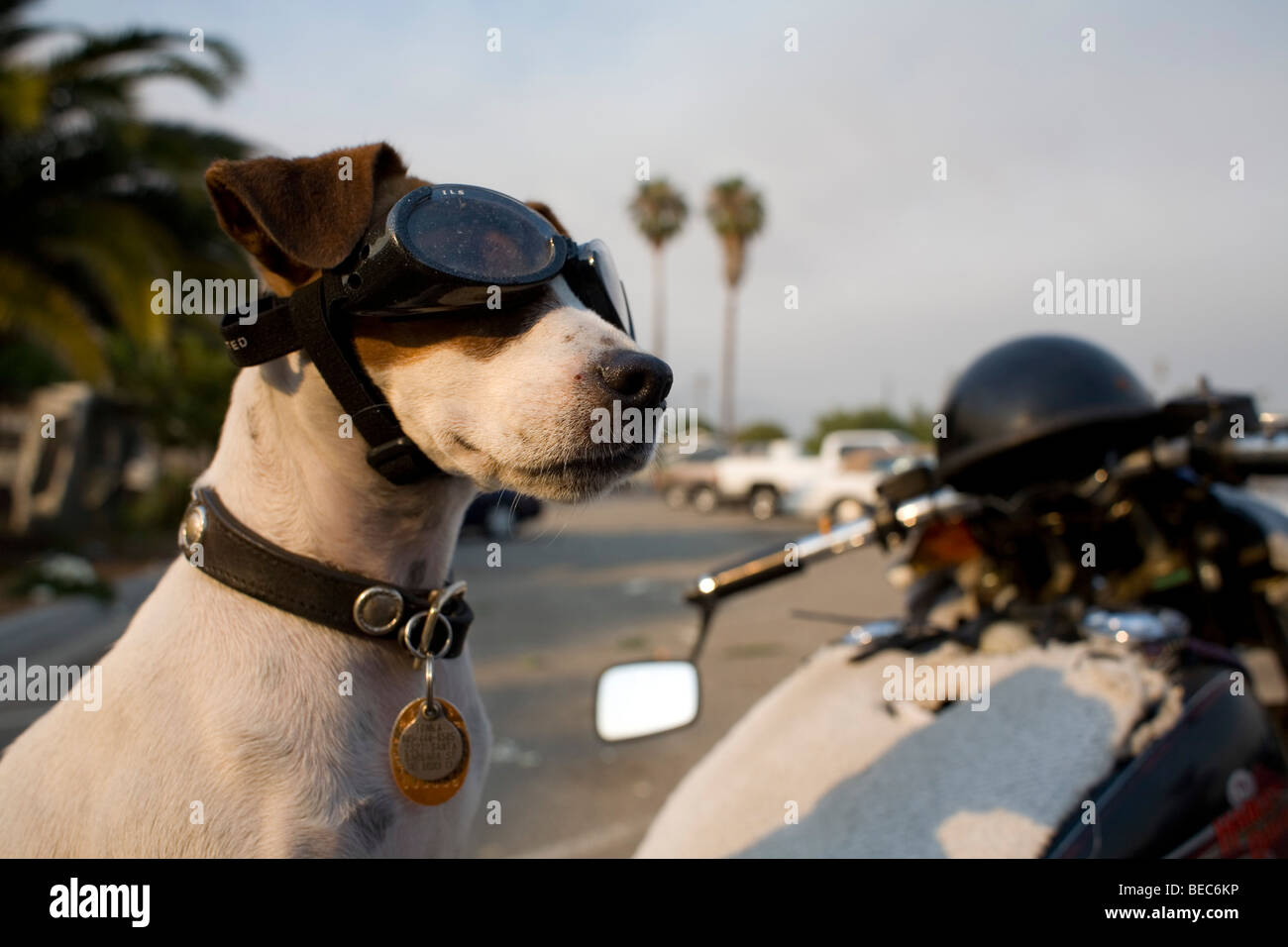 A dog wearing doggels and riding a motorcycle Stock Photo - Alamy