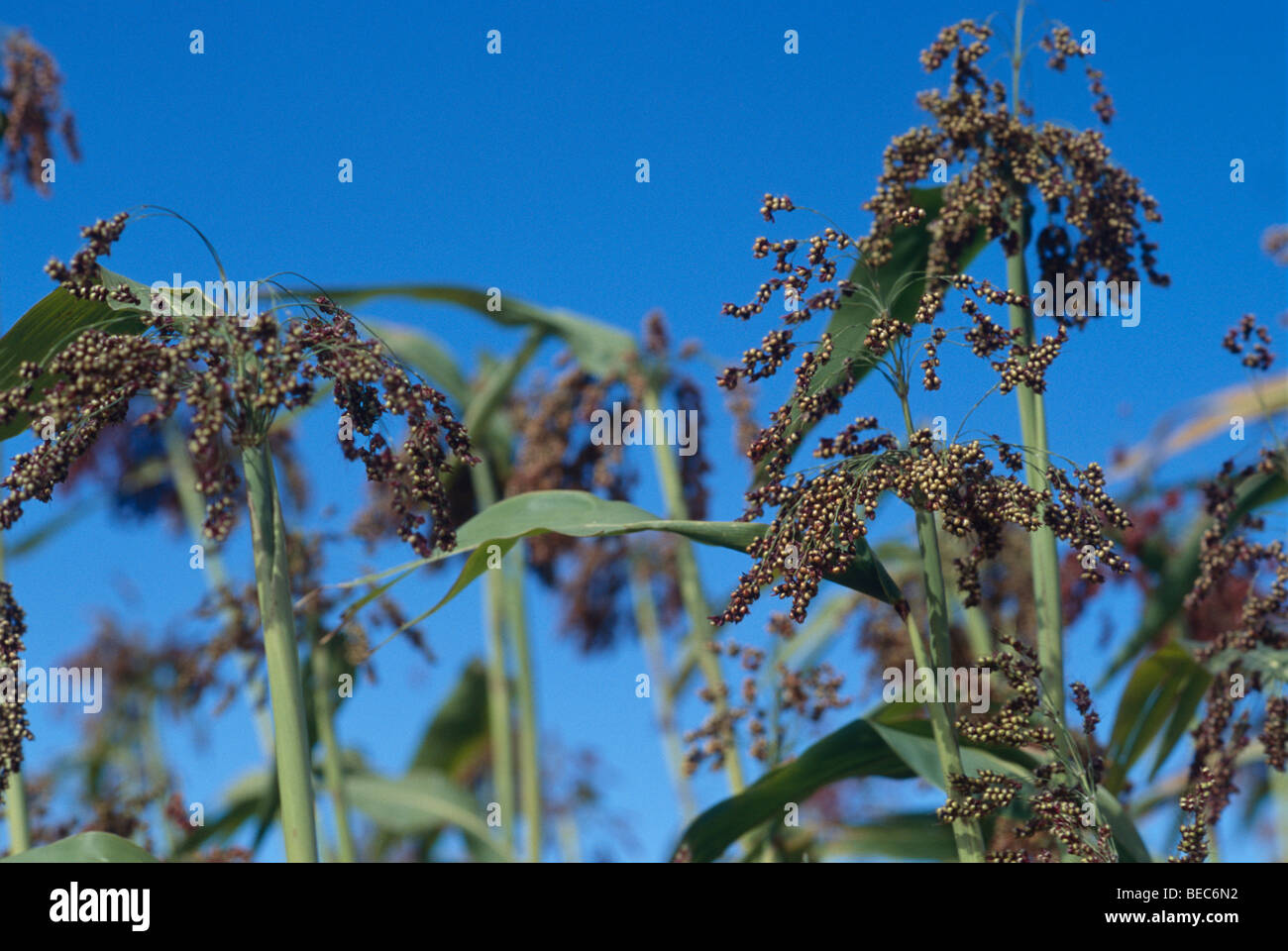 Millet Definition In Amharic at Jimmy Lewis blog