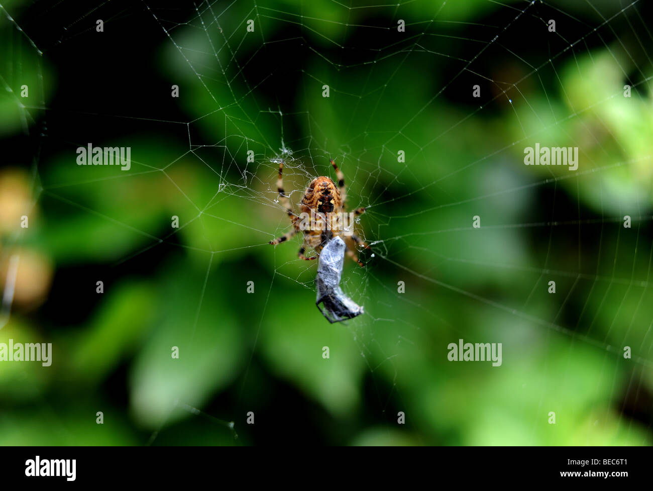 Hunter spider hi-res stock photography and images - Alamy