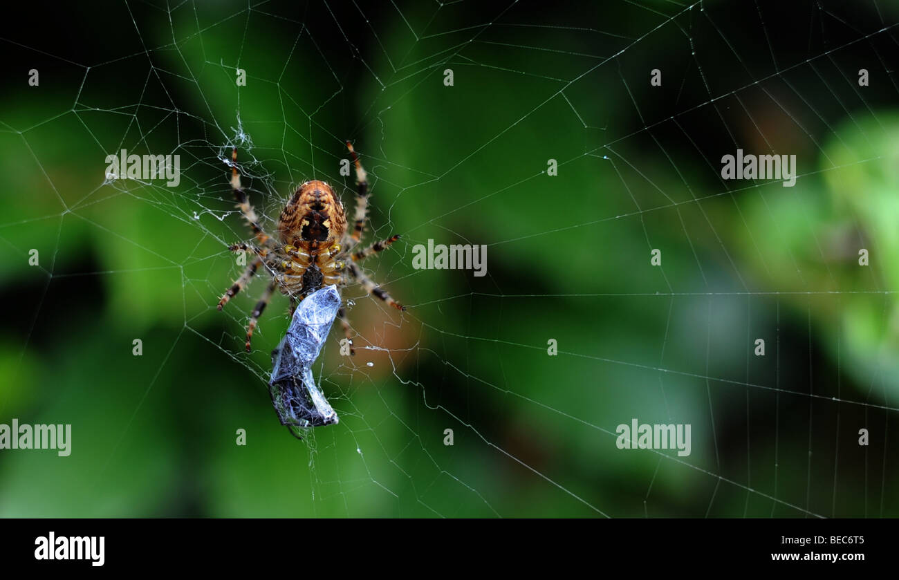 Hunter spiders hi-res stock photography and images - Alamy
