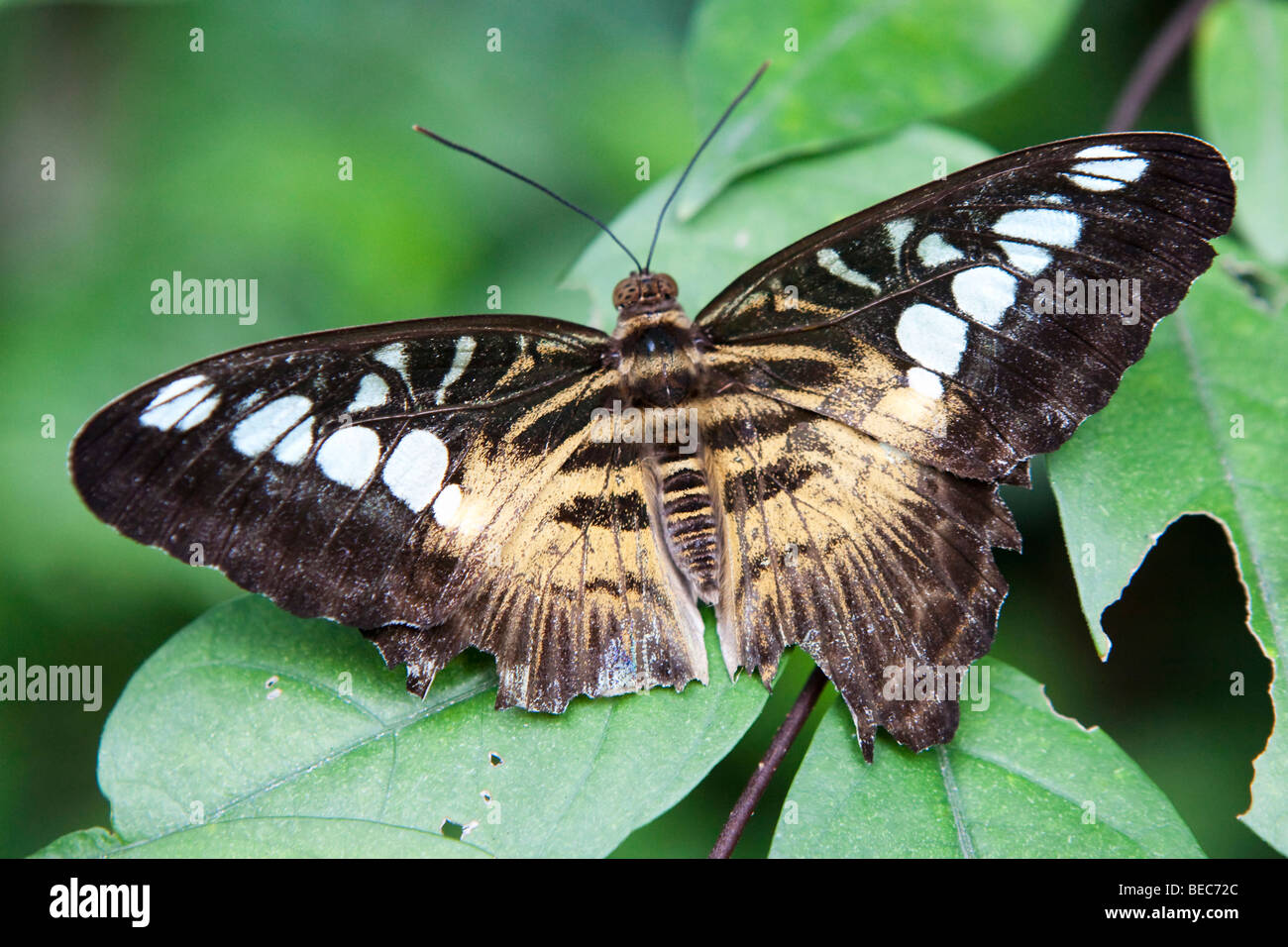 Broken Butterfly Wing Drawing