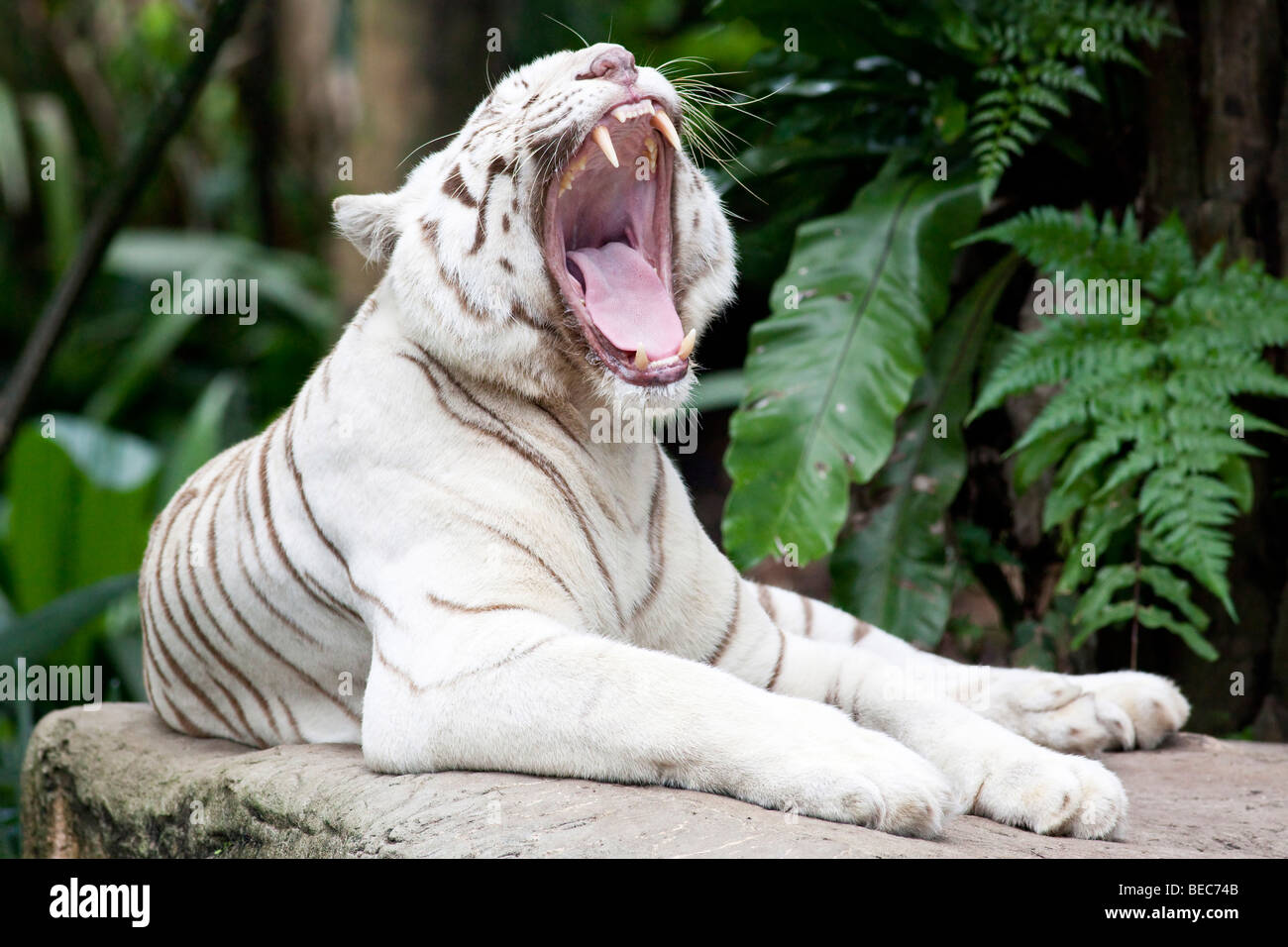 Tiger side profile shot picture hi-res stock photography and images - Alamy