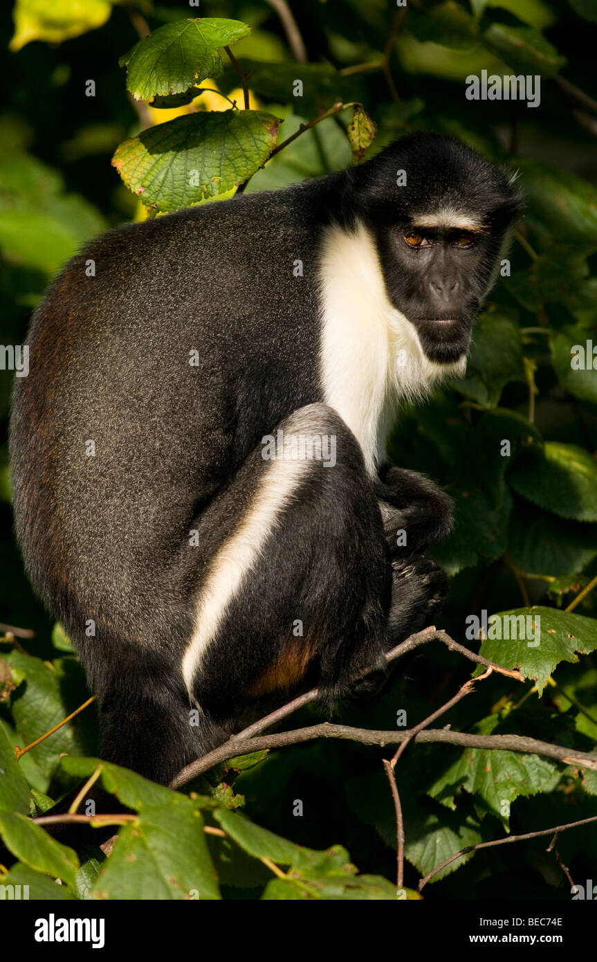 Diana Monkey (Cercopithecus diana Stock Photo - Alamy