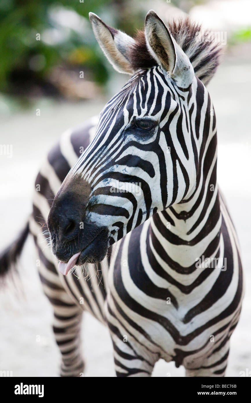 Zebra hi-res stock photography and images - Alamy