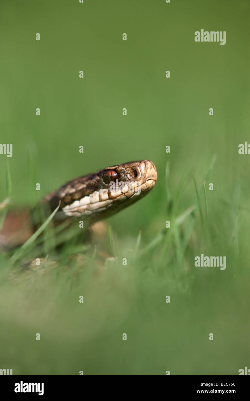 Adder, Vipera berus, female, head, Midlands, September 2009 Stock Photo ...