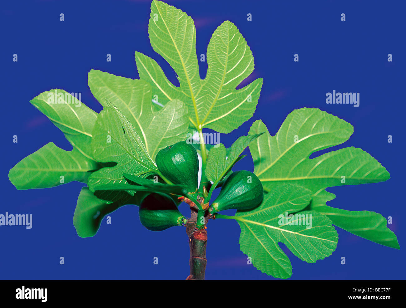 Fig tree leaves hi-res stock photography and images - Alamy