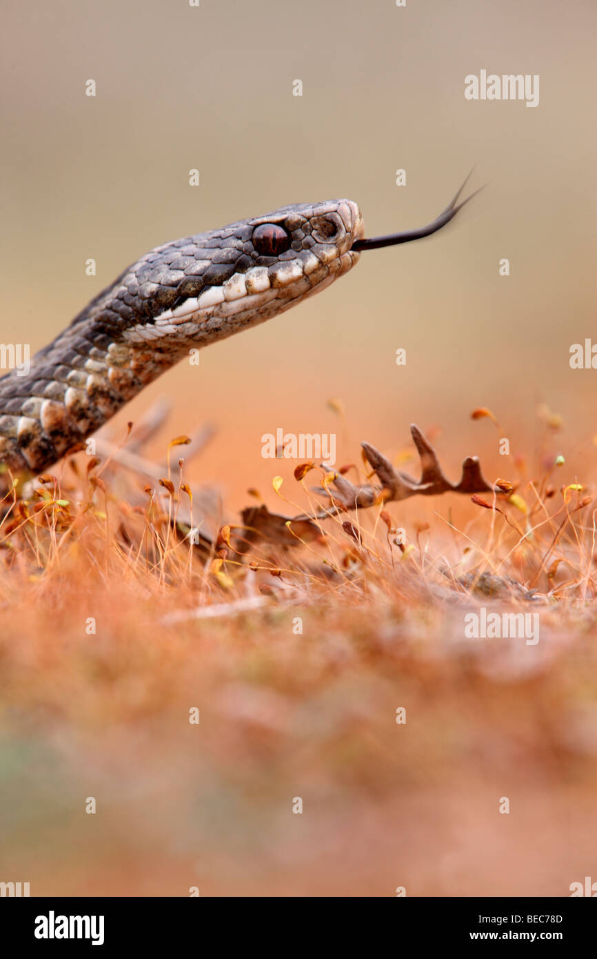 Adder, Vipera berus, female, head, Midlands, September 2009 Stock Photo ...
