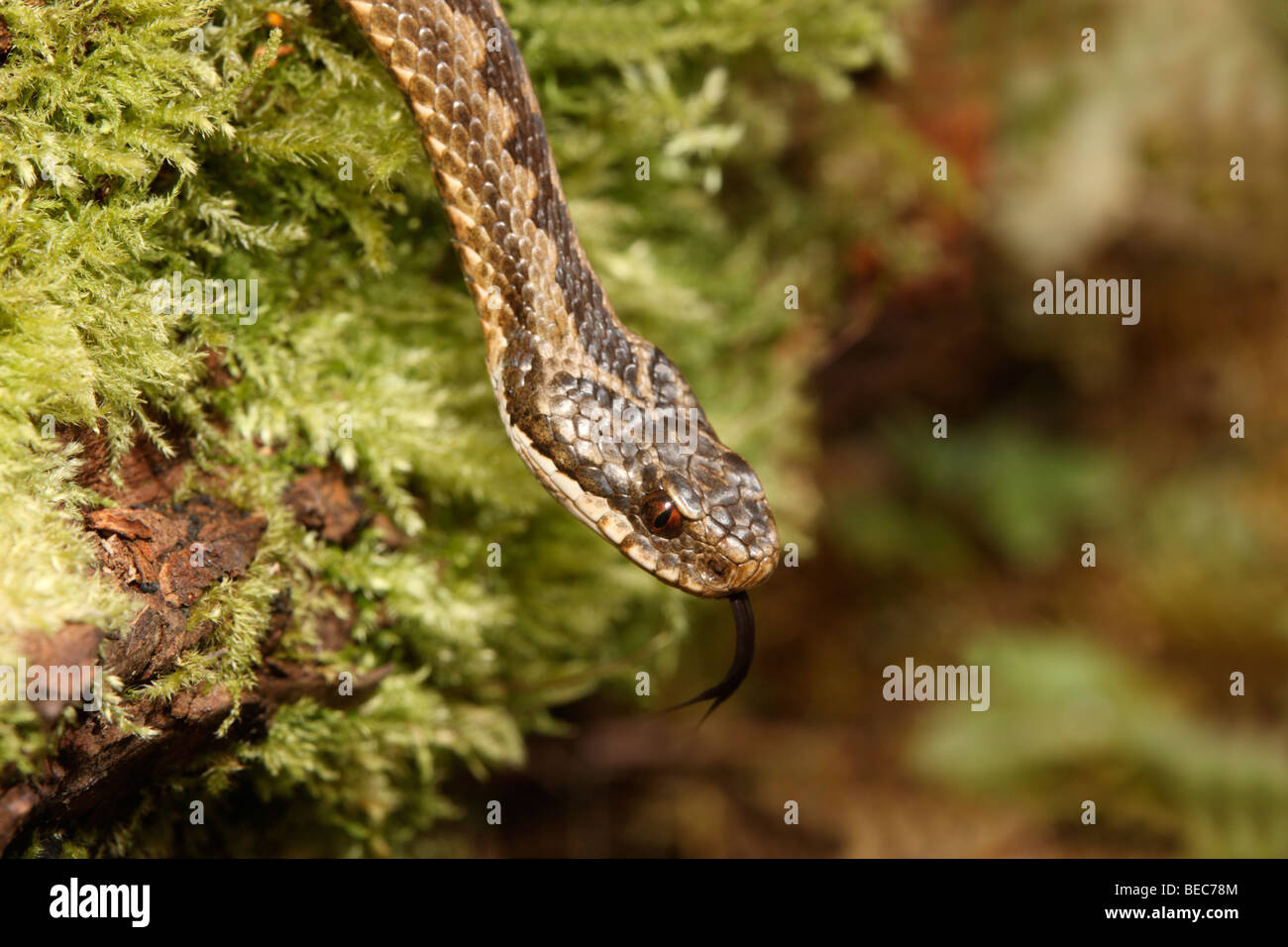 Adder, Vipera berus, female, head, Midlands, September 2009 Stock Photo ...