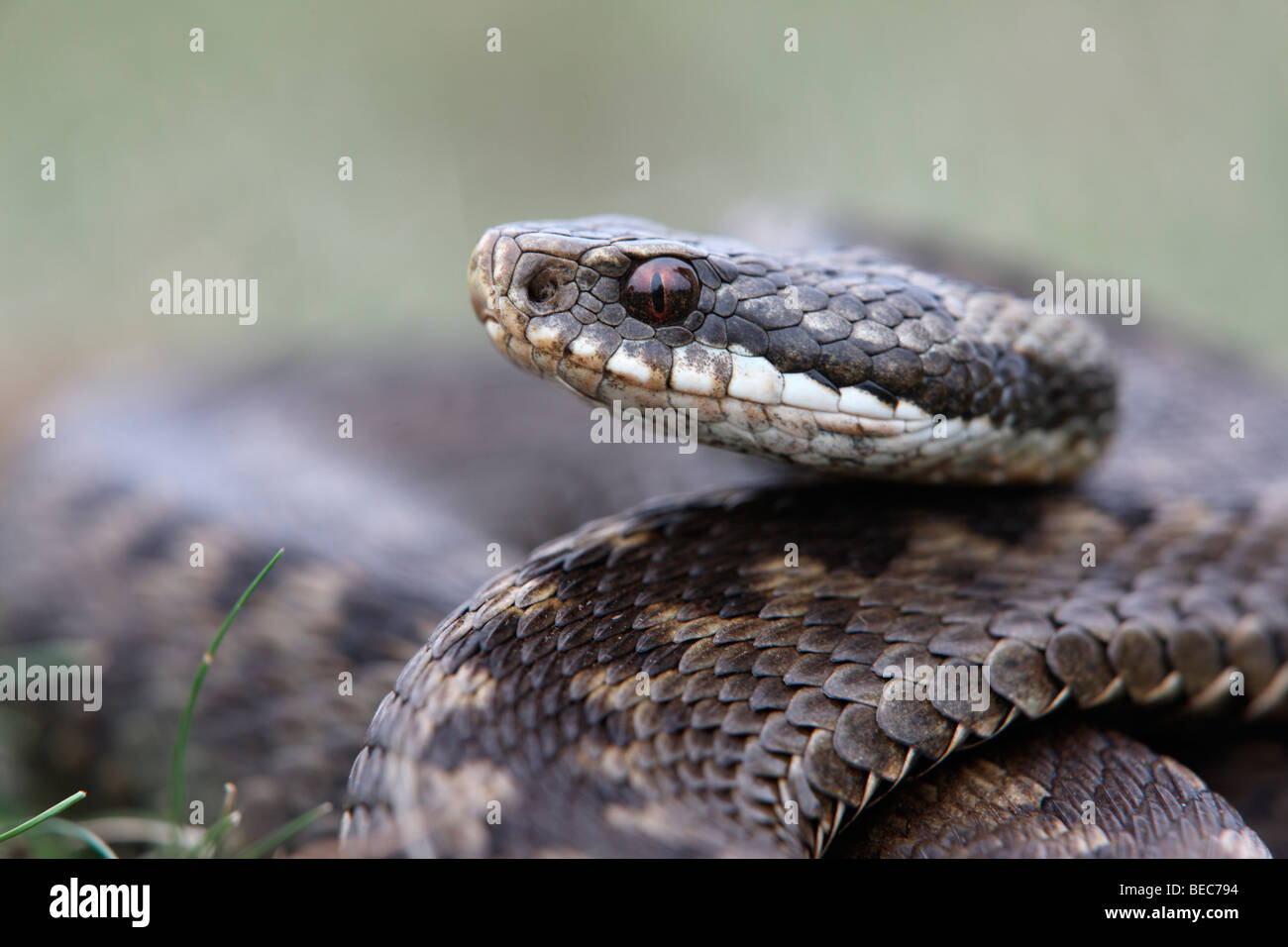 Adder, Vipera berus, female, head, Midlands, September 2009 Stock Photo ...