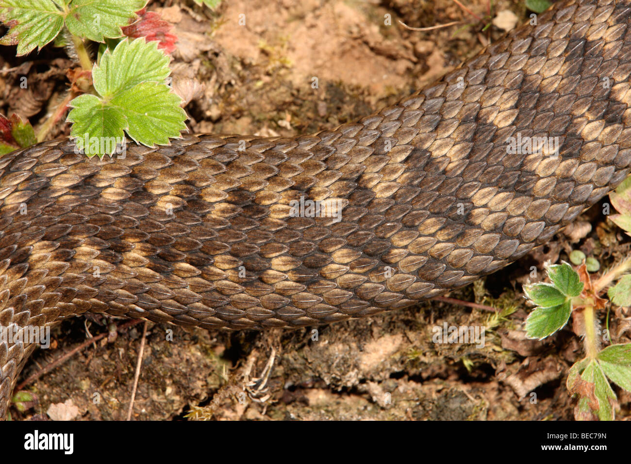 Adder, Vipera berus, female closeup skin, Midlands, September 2009 ...