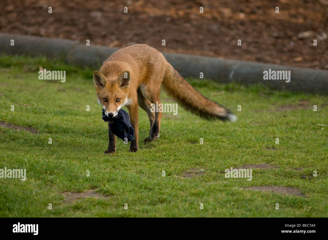 Red Fox (Vulpes vulpes), in garden with stolen washing, Corstorphine ...