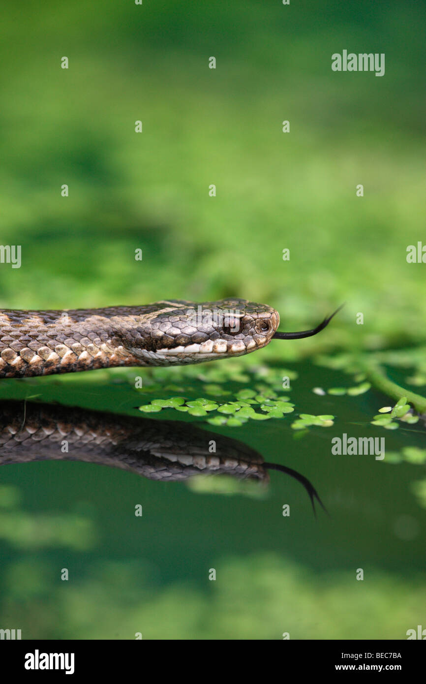 Female adder hi-res stock photography and images - Alamy