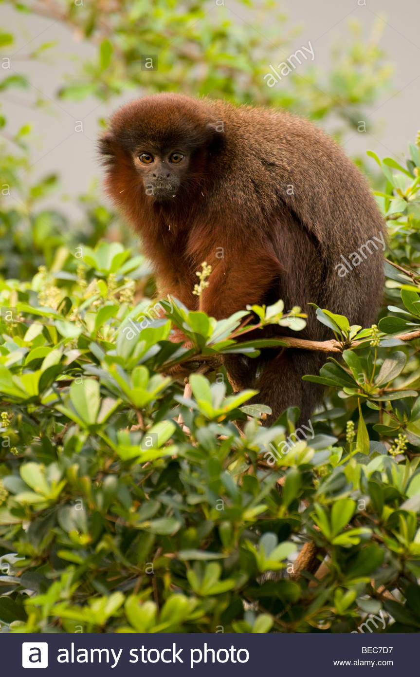 Cupreus Stock Photos & Cupreus Stock Images - Alamy