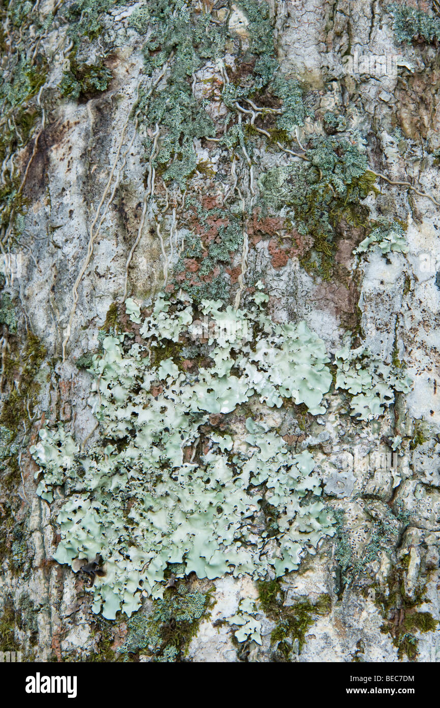 Ecuador kapok tree hi-res stock photography and images - Alamy