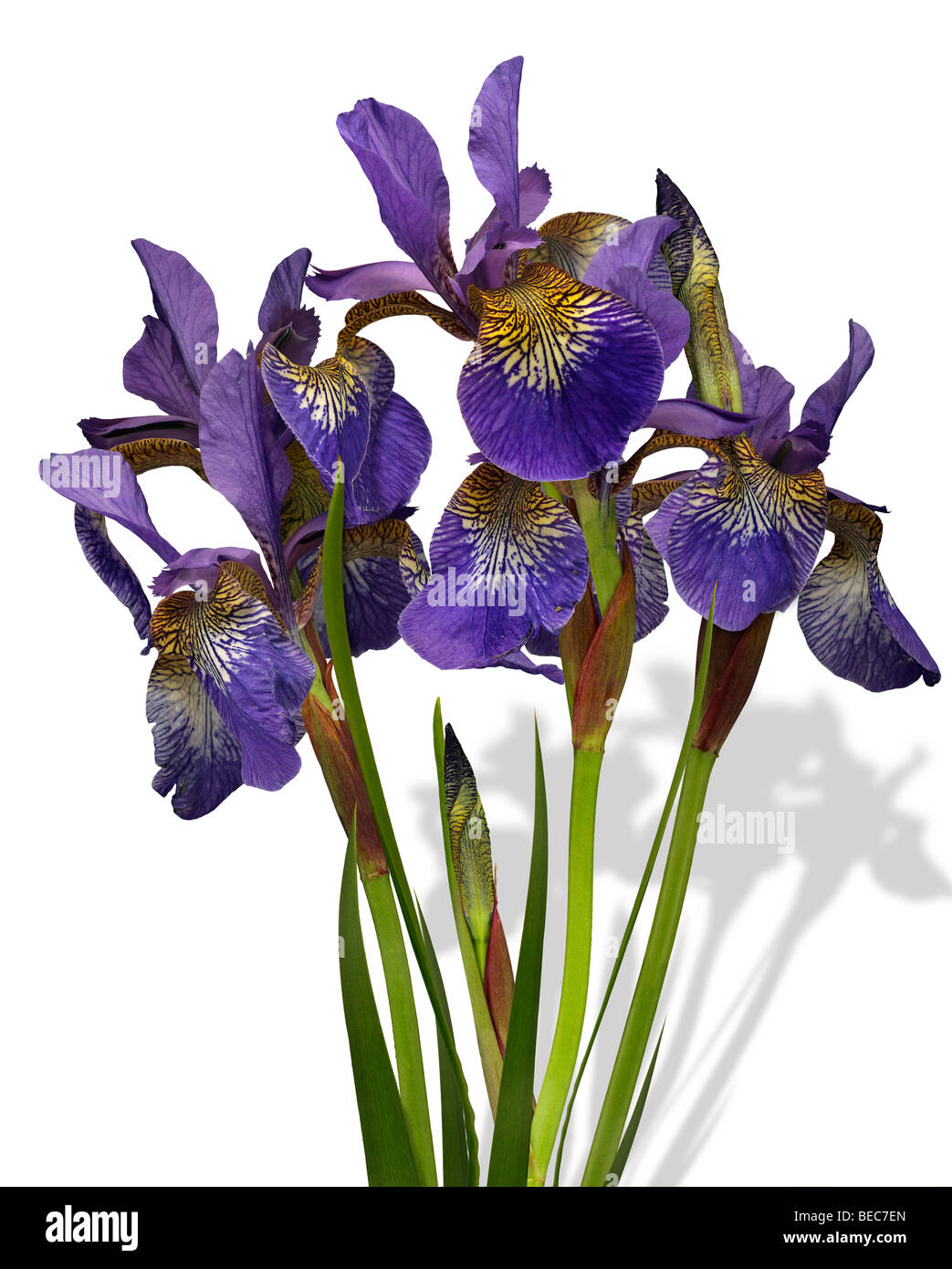irises blue and yellow with white background Stock Photo - Alamy