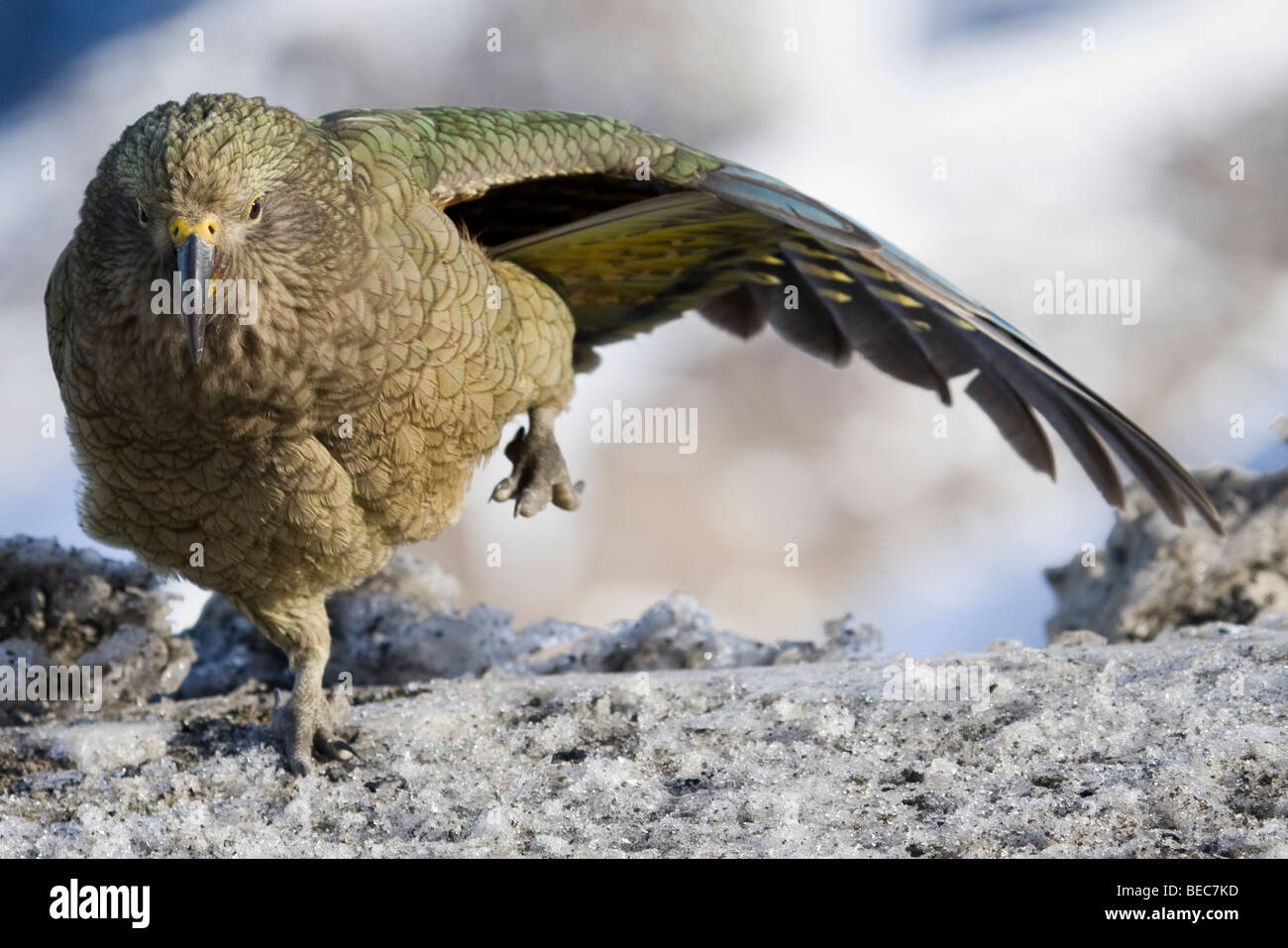Kea bird hi-res stock photography and images - Alamy
