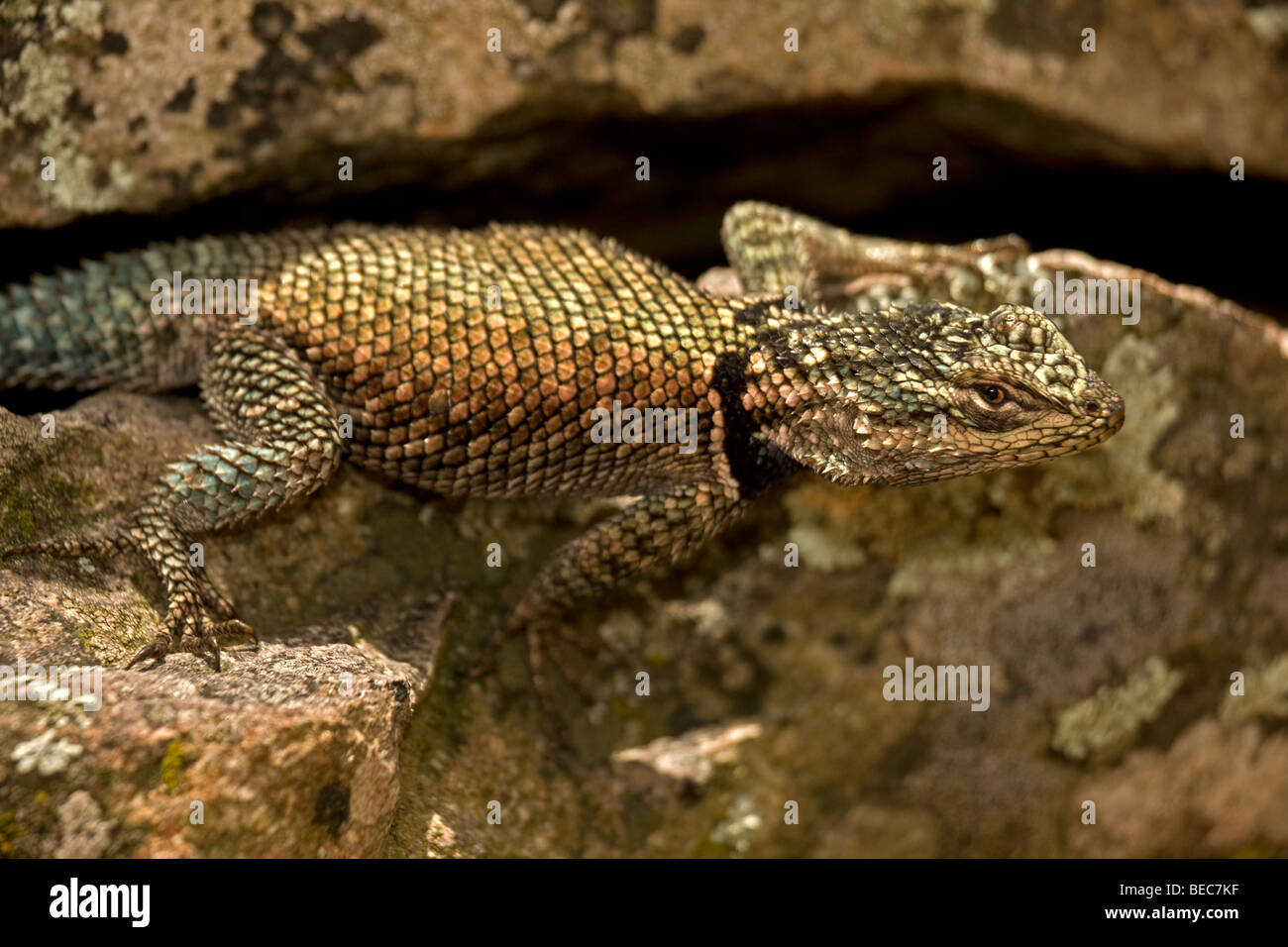 Mountain Lizard Stock Photos & Mountain Lizard Stock Images - Alamy