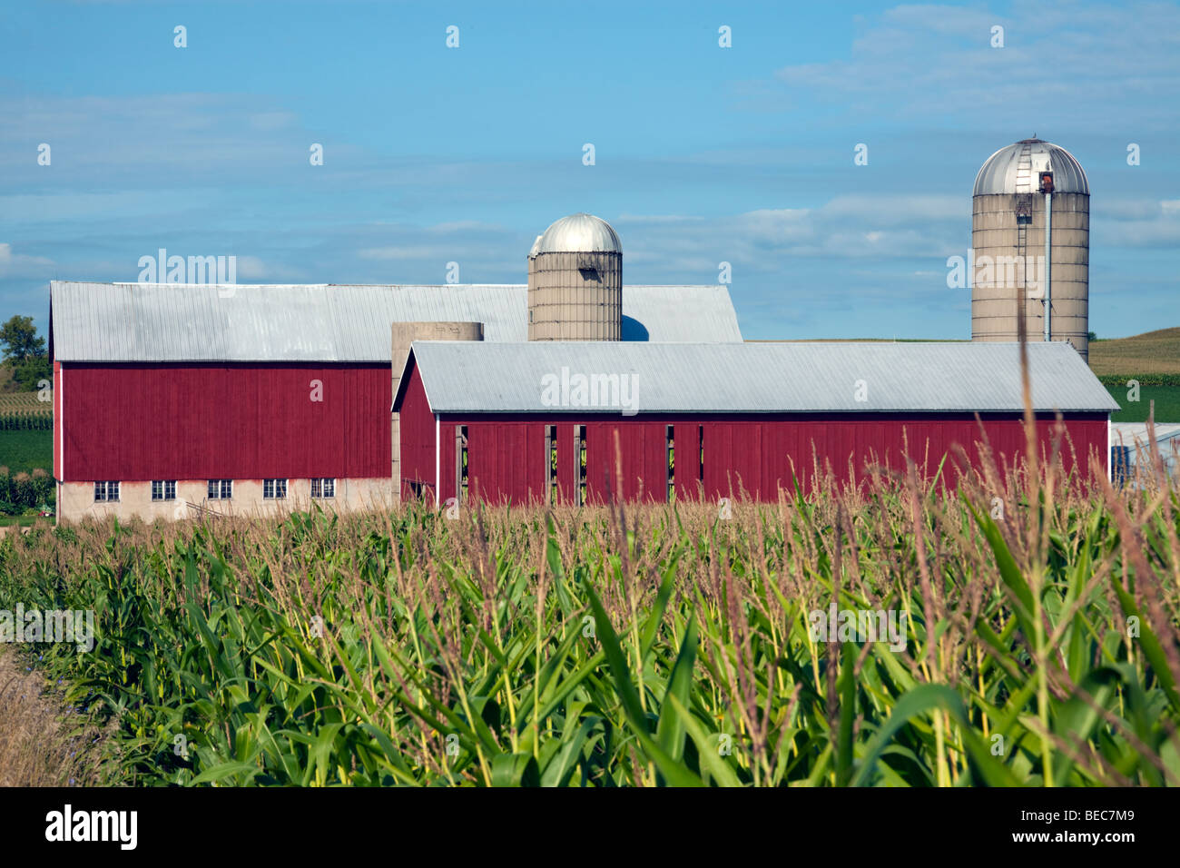 Corn and Red Farm Buildings Stock Photo - Alamy