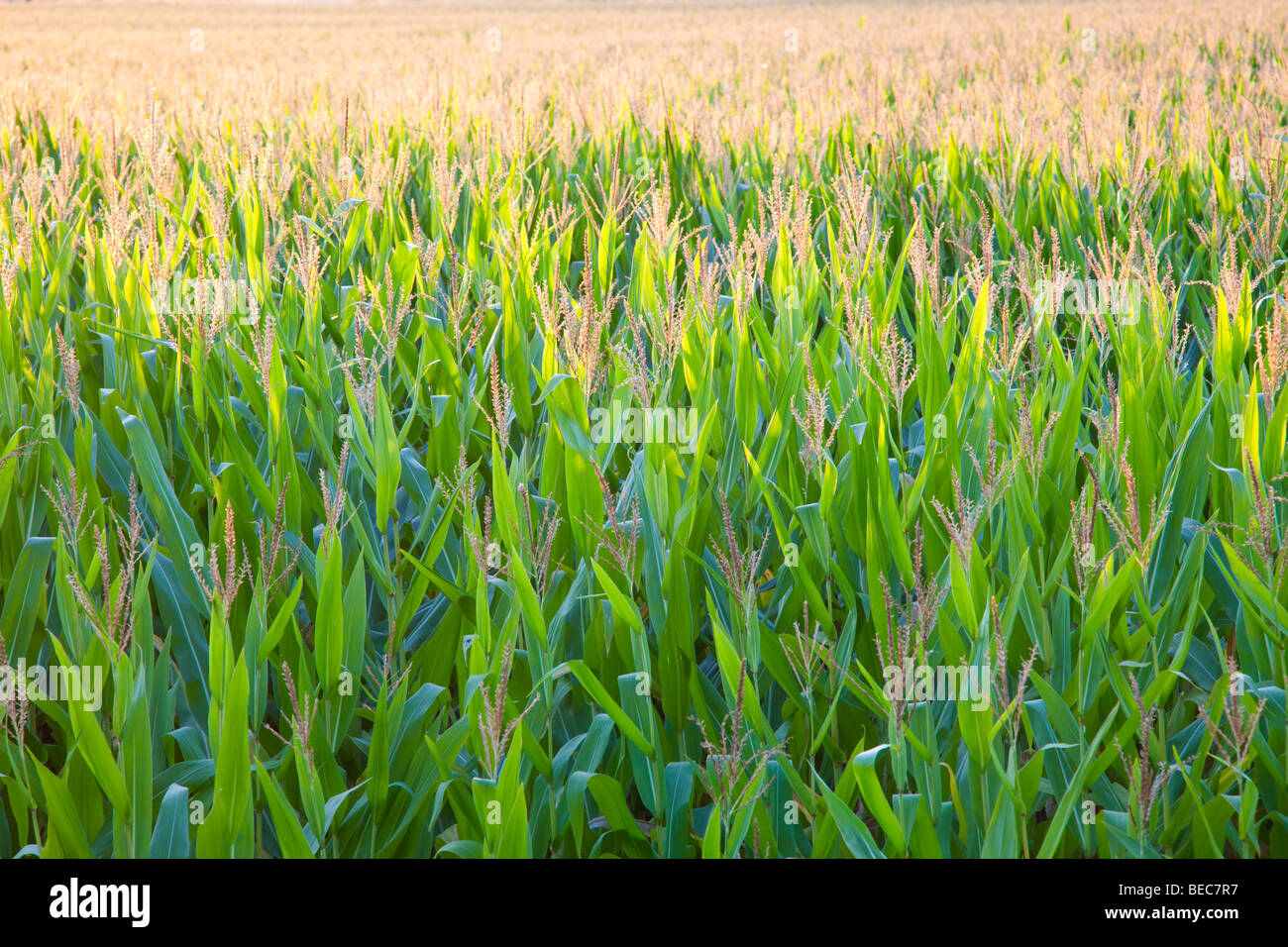 Corn Field seen backlighted Stock Photo - Alamy