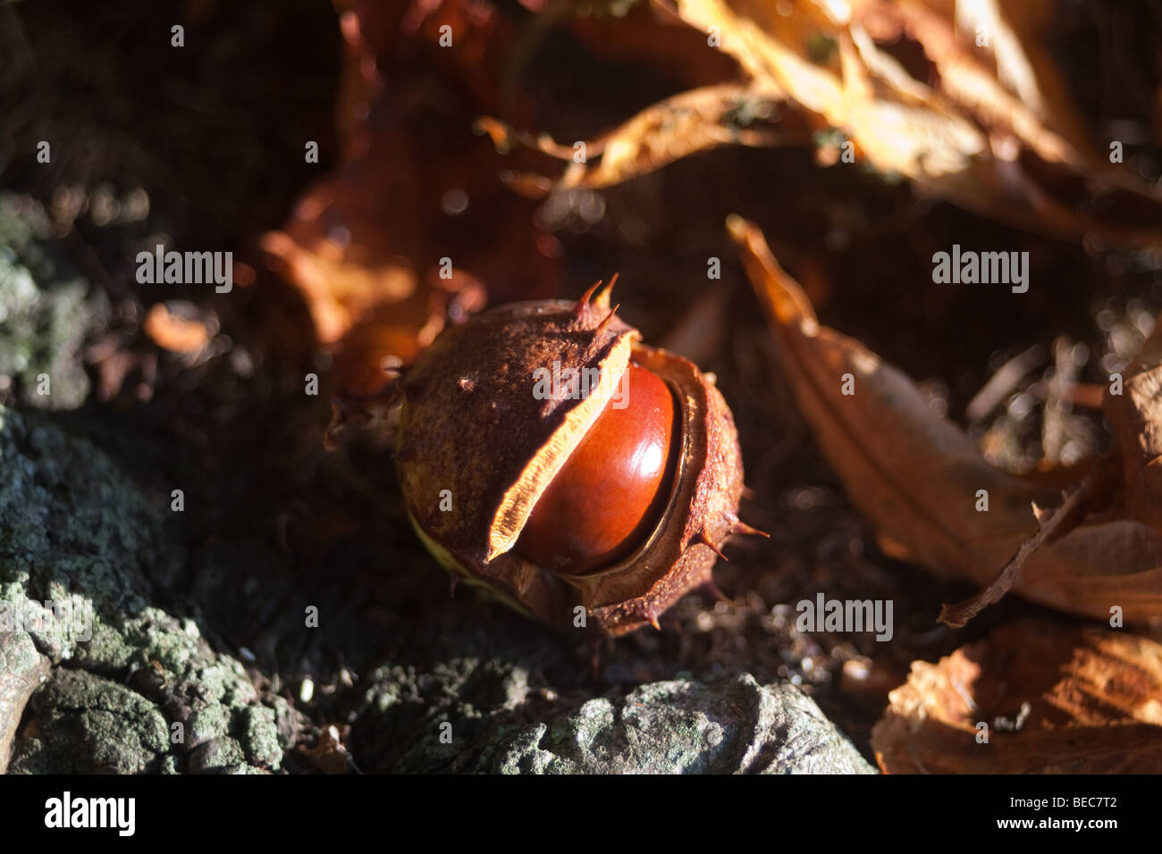 Shiny conker hi-res stock photography and images - Alamy