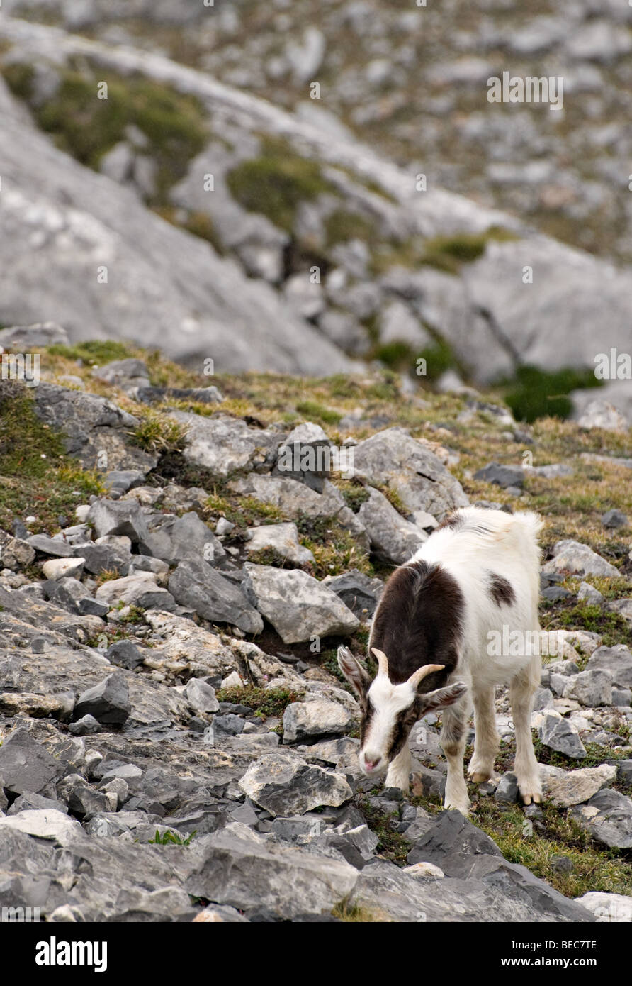 Mountain goat climbing hi-res stock photography and images - Alamy