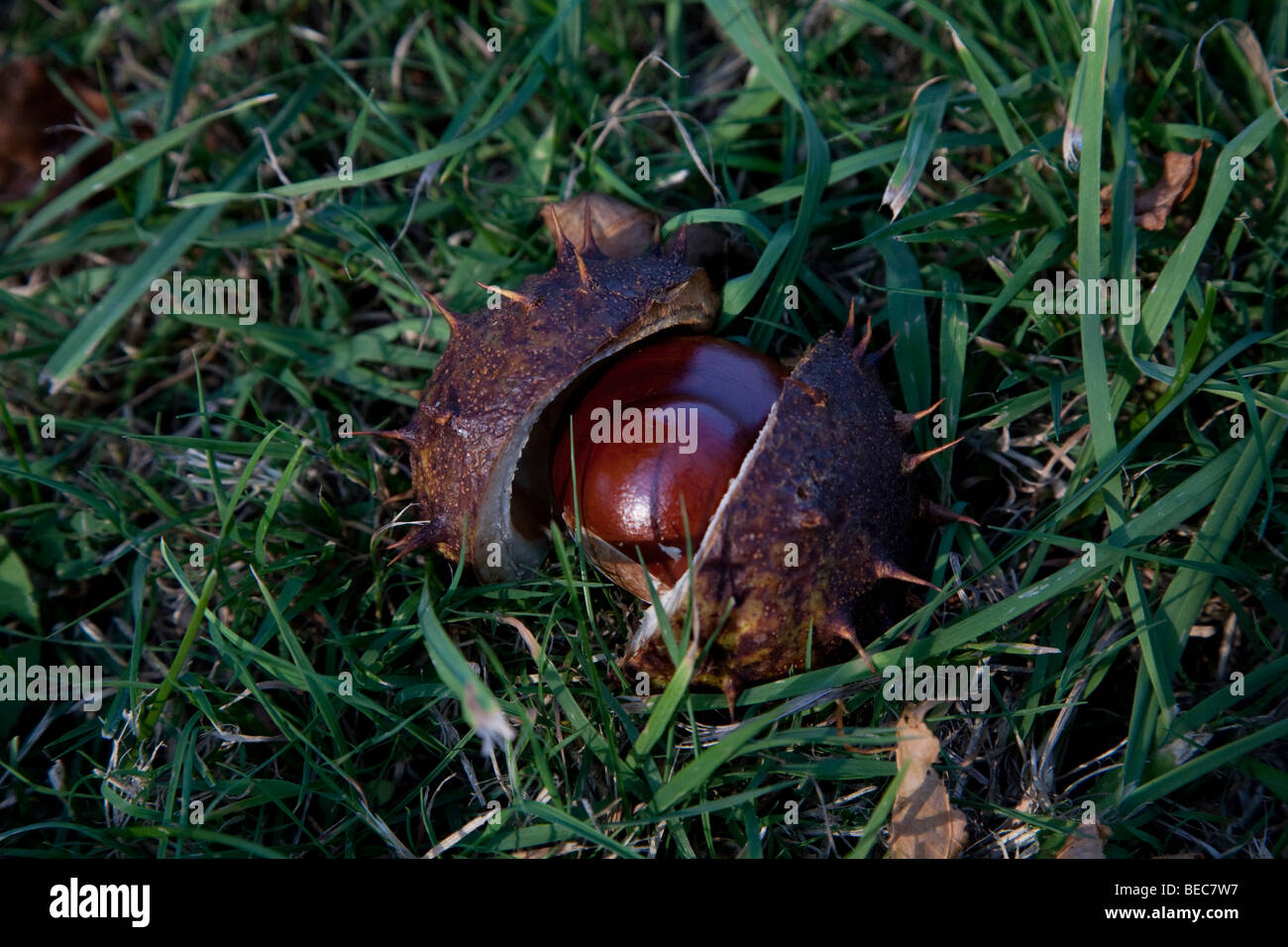 Smooth conker hi-res stock photography and images - Alamy