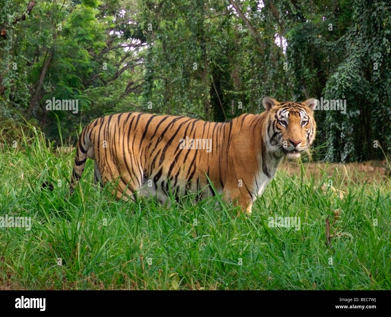 Coat tiger hi-res stock photography and images - Alamy