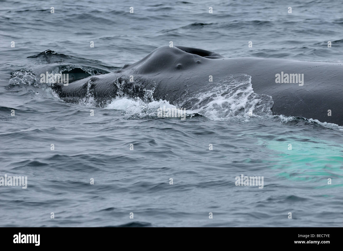 Close up of a female humpback whale blowhole rostrum and tubercles ...