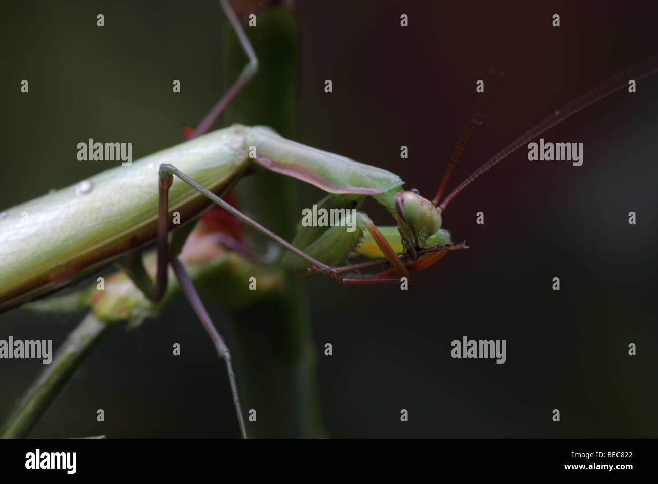 European Mantid (Mantis religiosa) - Oregon - USA Stock Photo - Alamy