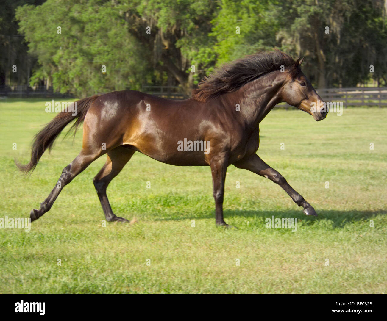 Thoroughbred Stallion High Resolution Stock Photography and Images - Alamy