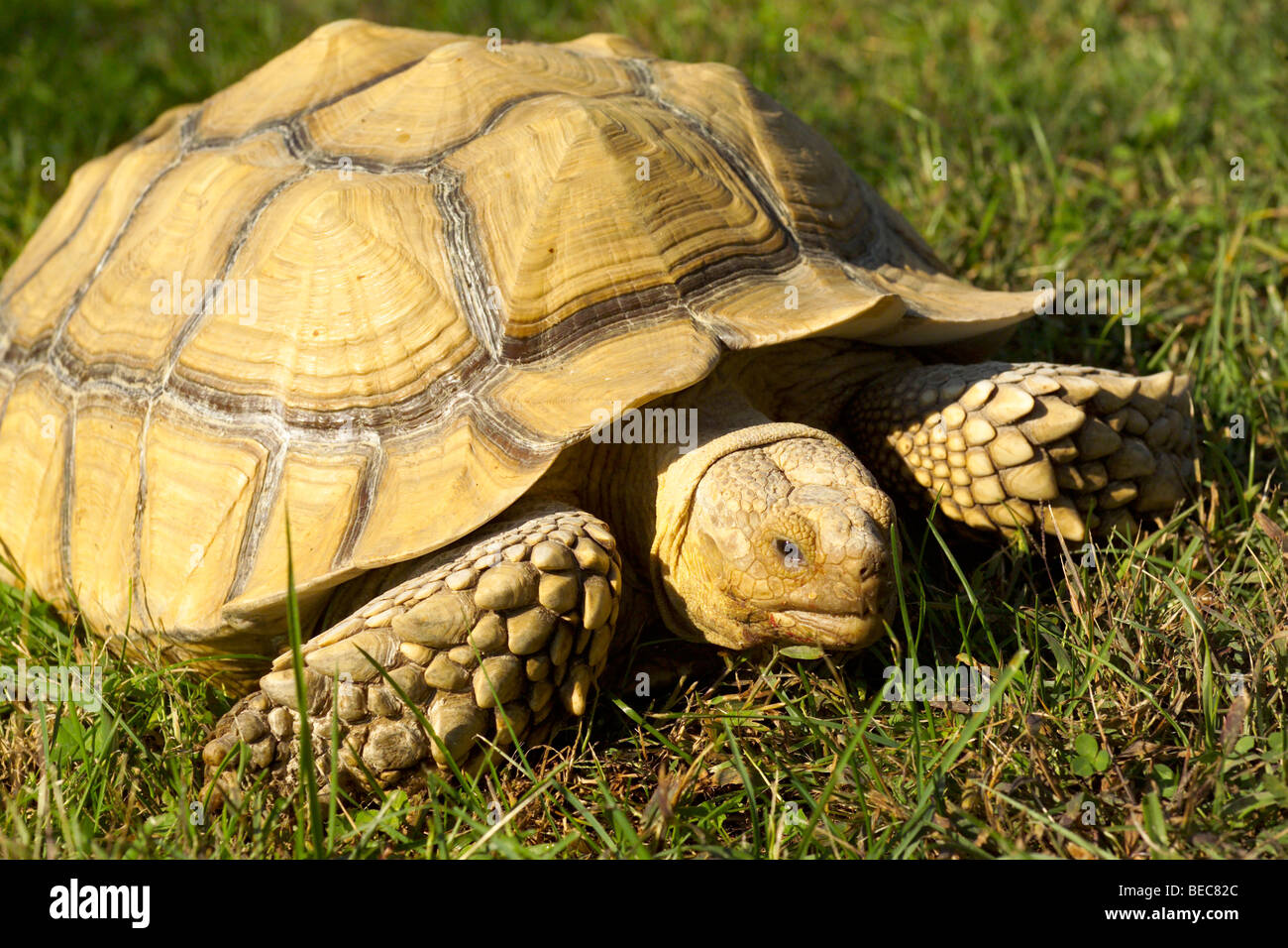 African Box Turtle High Resolution Stock Photography and Images - Alamy
