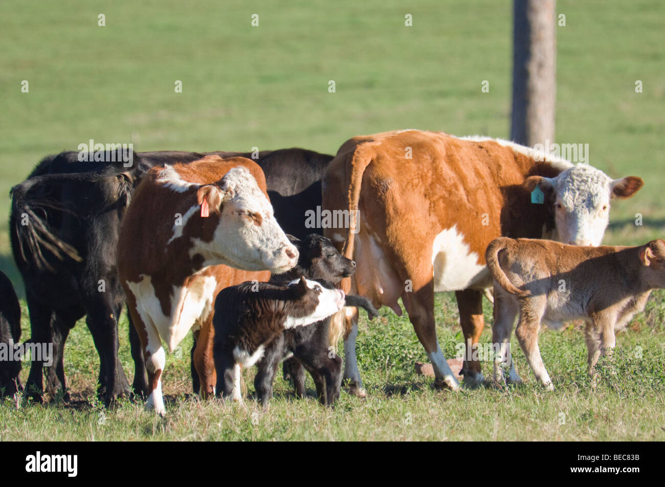 Beef Cattle Stock Photos & Beef Cattle Stock Images - Alamy