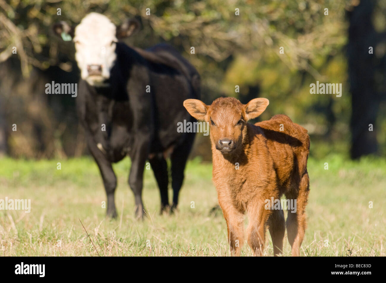 Commercial beef cattle cow and calf Stock Photo - Alamy
