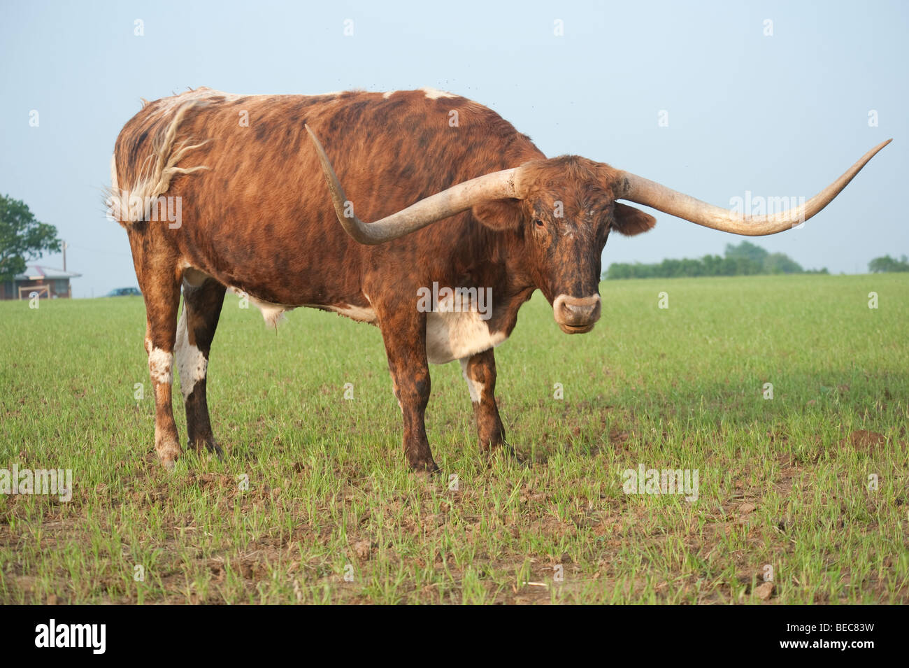 Texas Longhorn cattle Stock Photo - Alamy