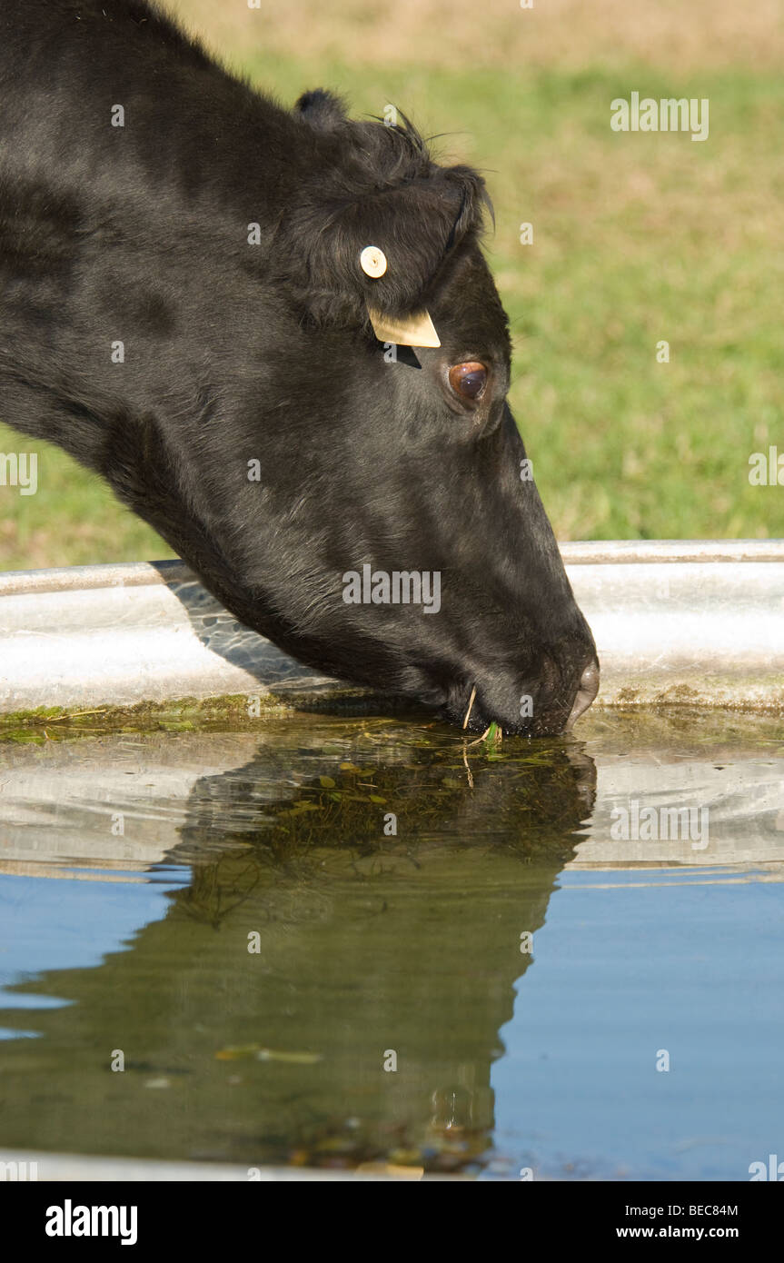 Cattle Drinking From Trough High Resolution Stock Photography and ...