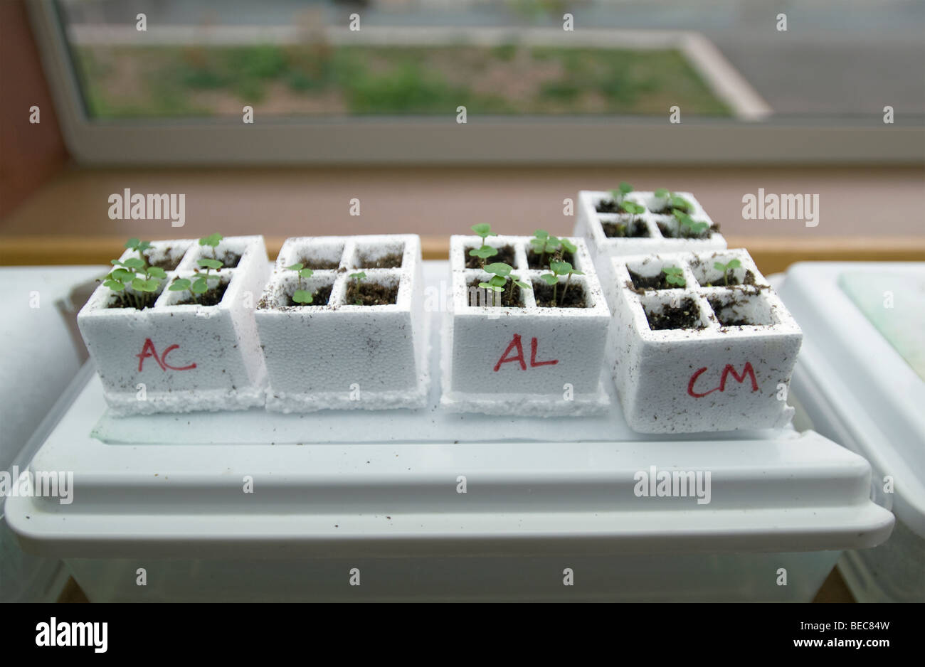 Fast growing plant hi-res stock photography and images - Alamy