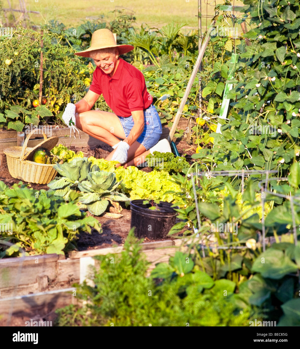 Senior aged woman tending vegetable garden Stock Photo - Alamy