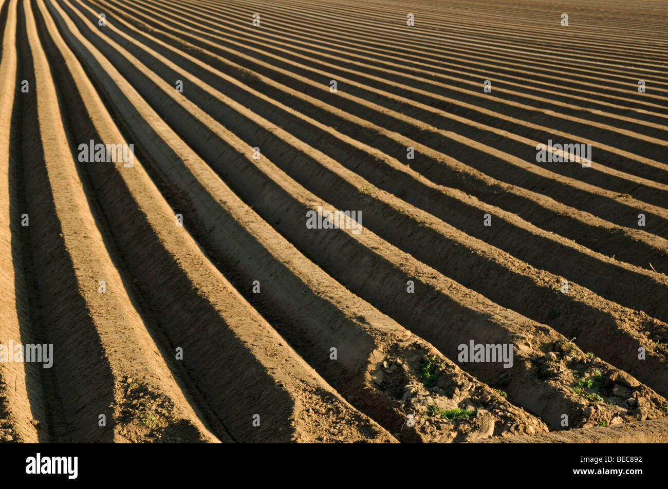 pattern in an acre where asparagus is to be grown Stock Photo - Alamy