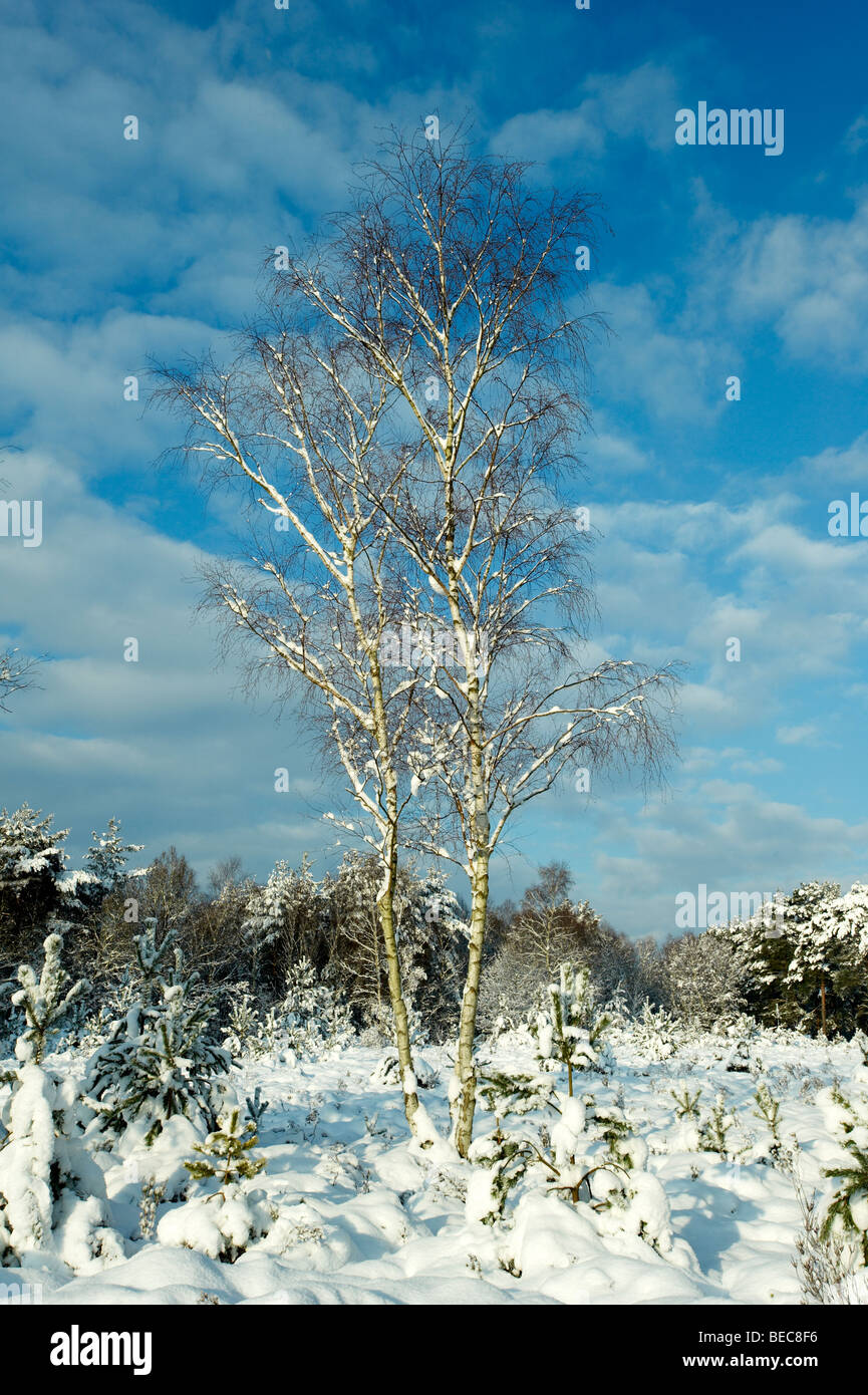 Horsell Common High Resolution Stock Photography and Images - Alamy