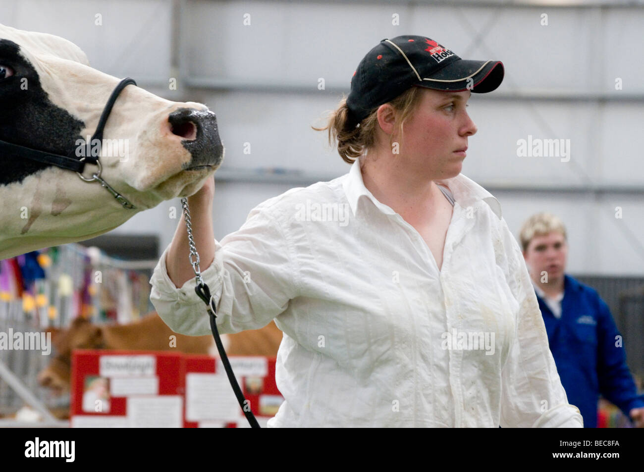 Dairy cattle judging at Royal Melbourne Show, Australia Stock Photo - Alamy