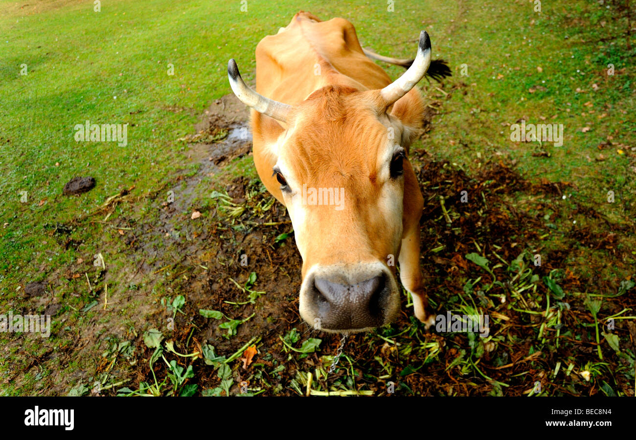 Cow eating cattle feed hi-res stock photography and images - Alamy