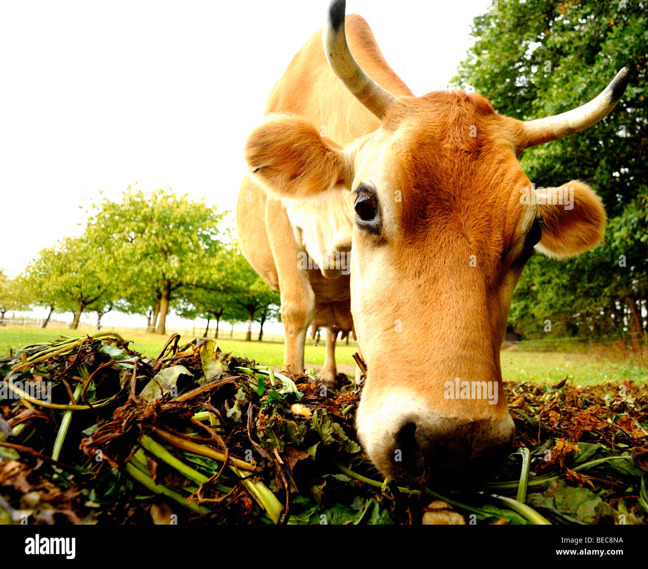 Close up wild cow eating hi-res stock photography and images - Alamy