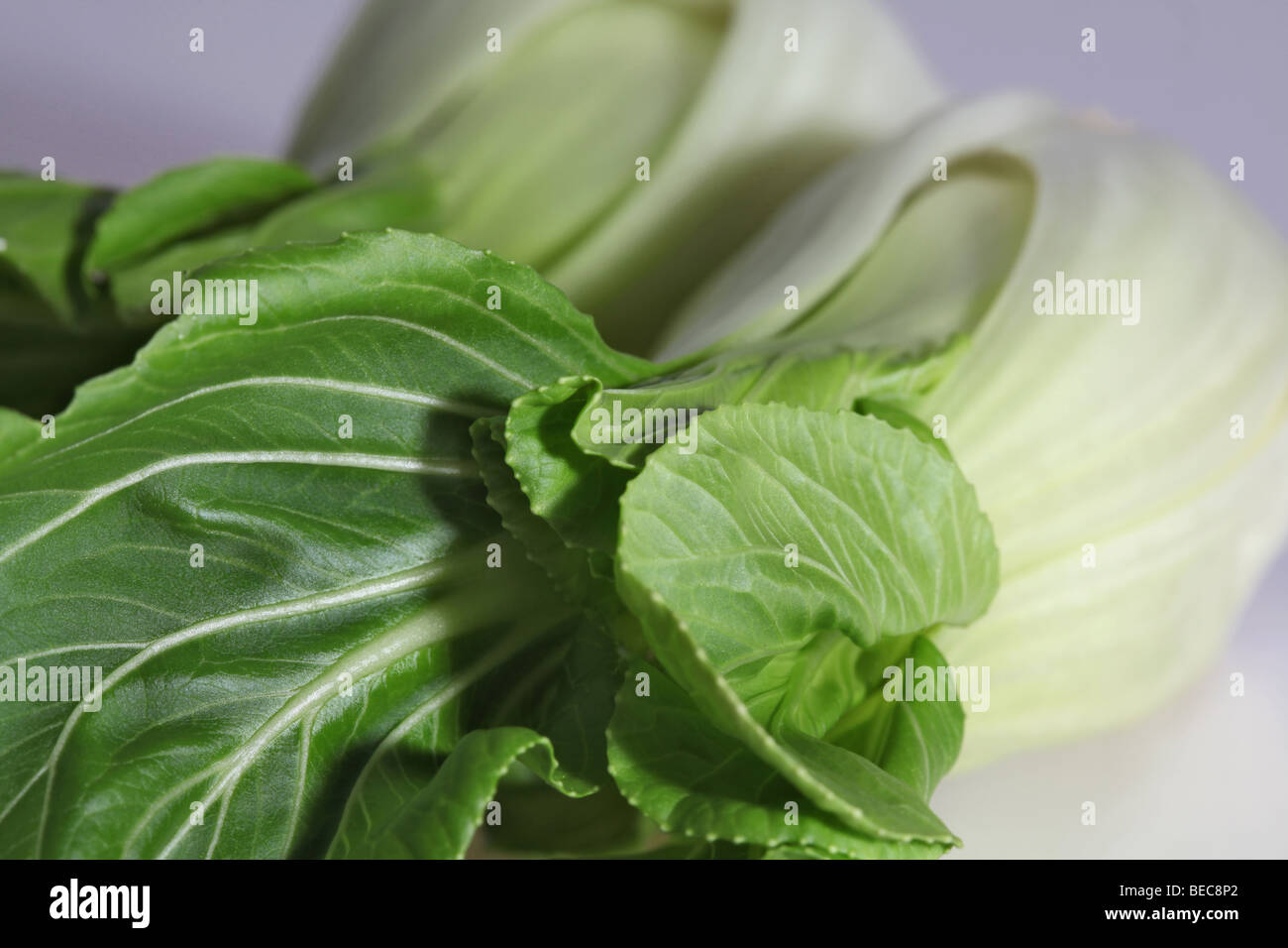 Pak choi leaves hi-res stock photography and images - Alamy