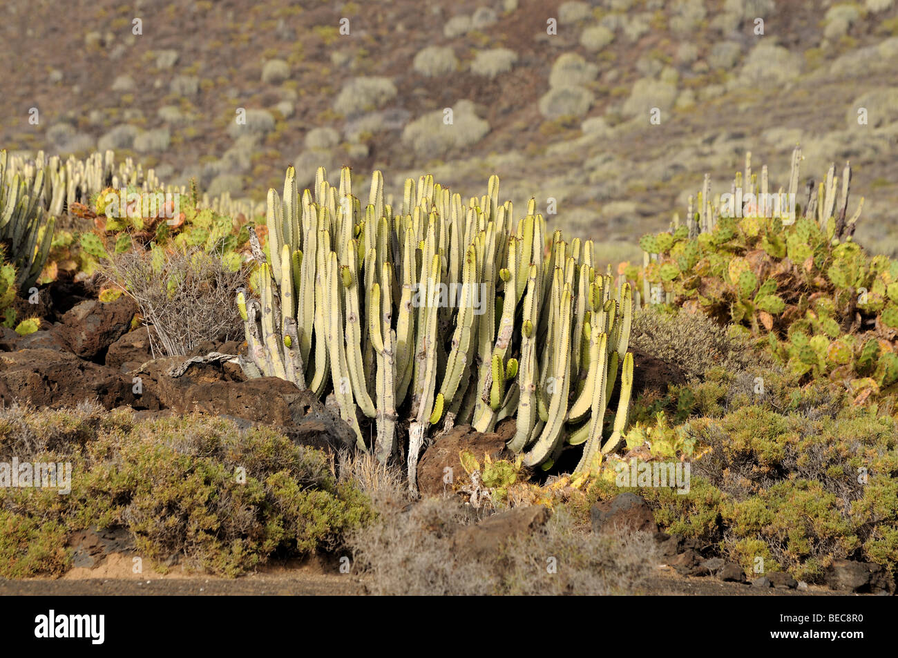 Tenerife canary cactus hi-res stock photography and images - Alamy