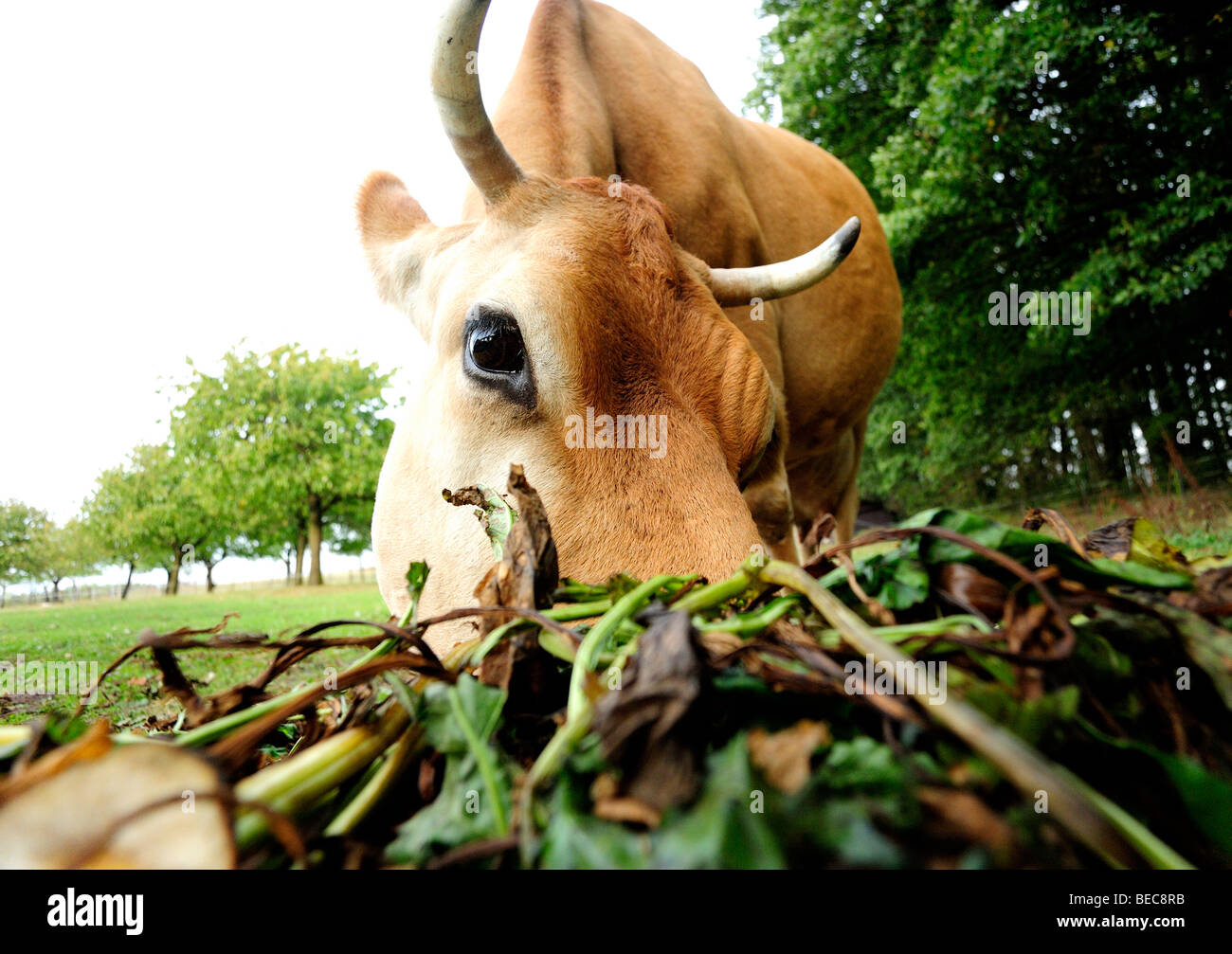 Close up wild cow eating hi-res stock photography and images - Alamy