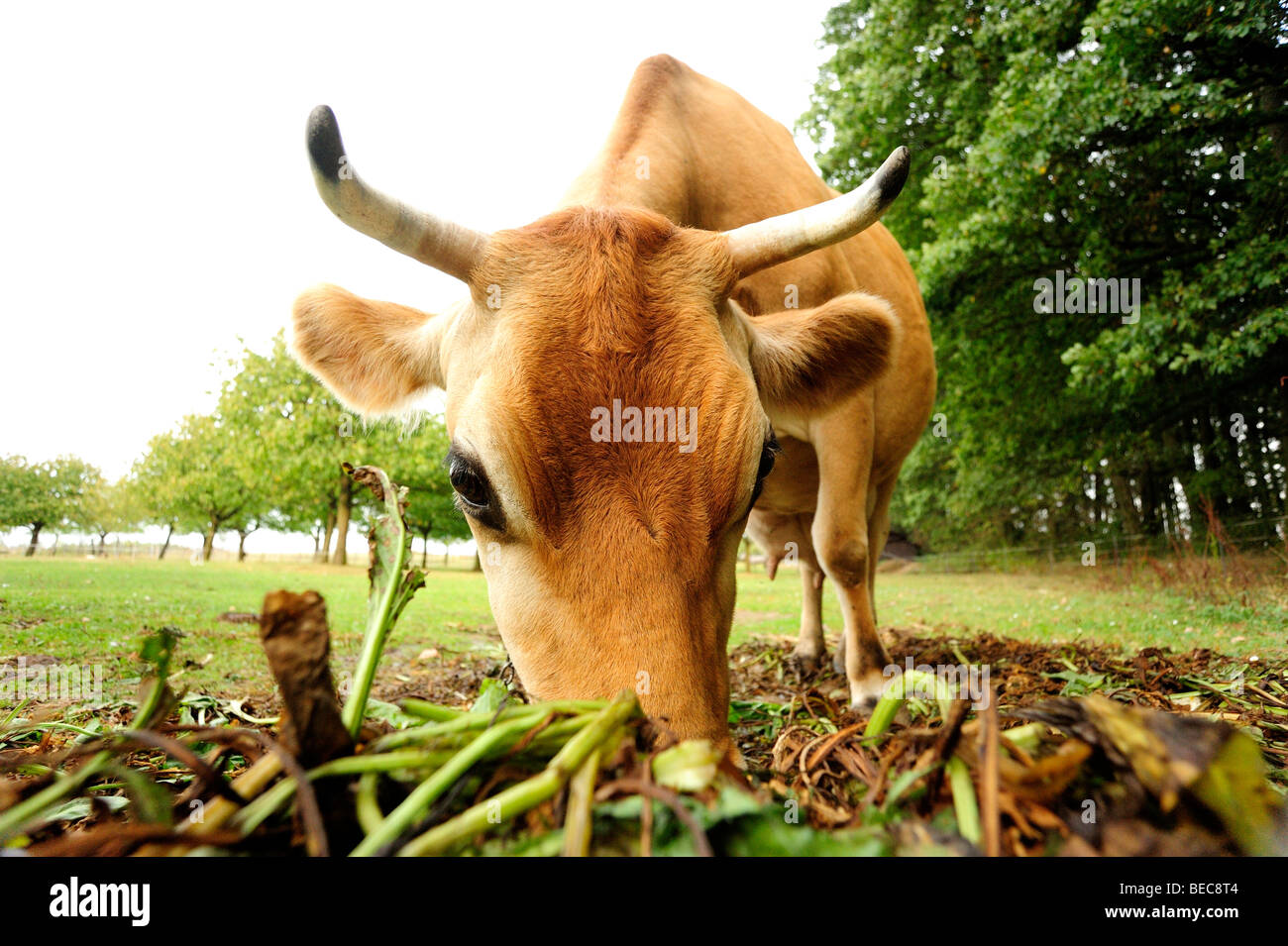 Close up wild cow eating hi-res stock photography and images - Alamy