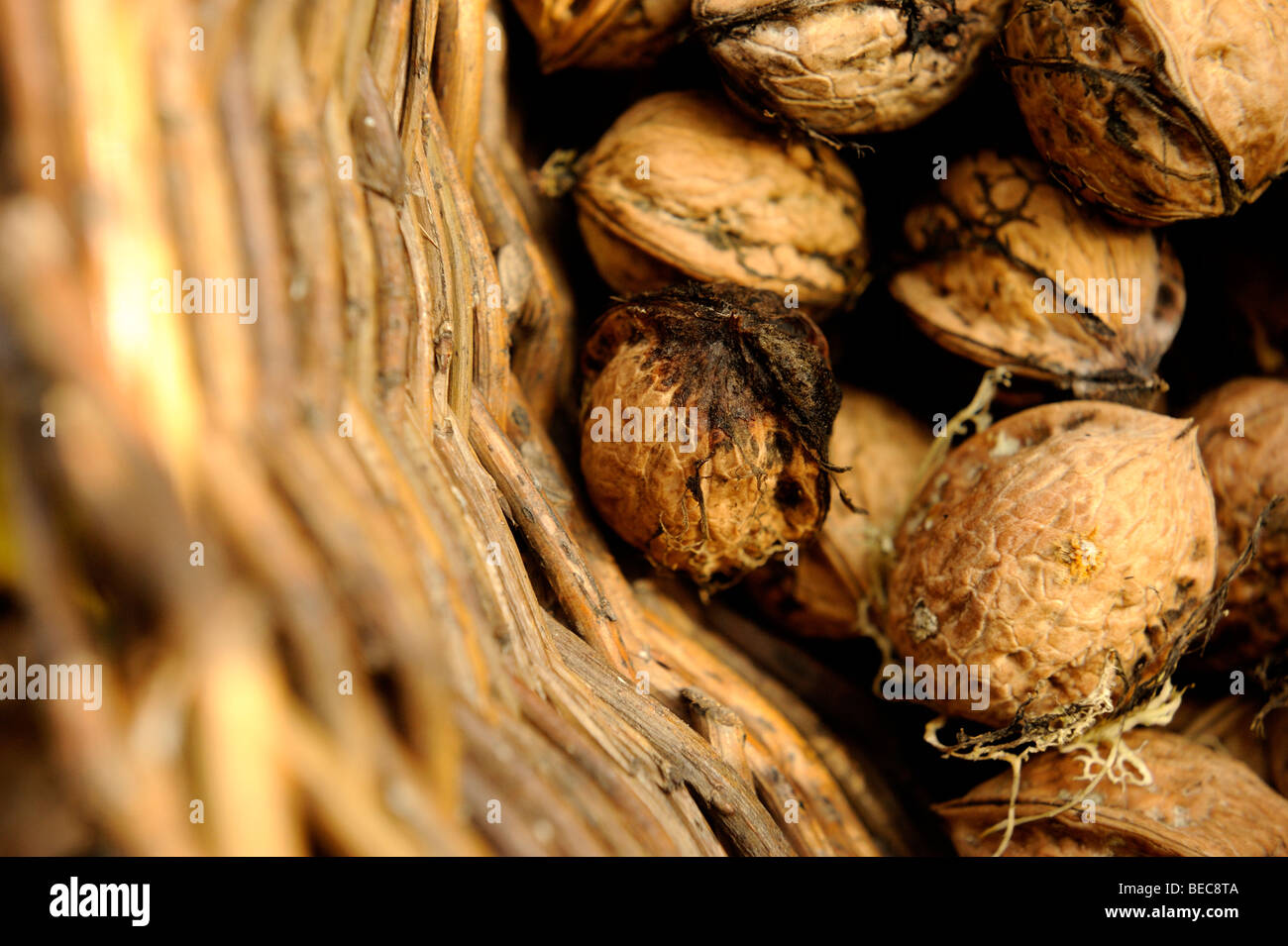 Walnuts tree hi-res stock photography and images - Alamy