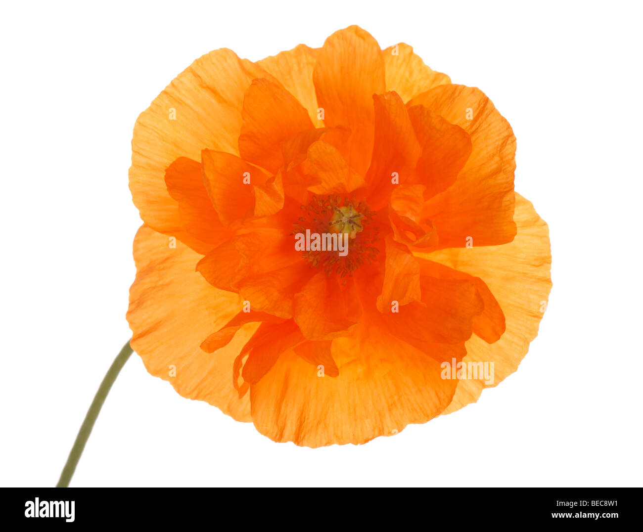 Orange poppy Cut Out Stock Images & Pictures - Alamy