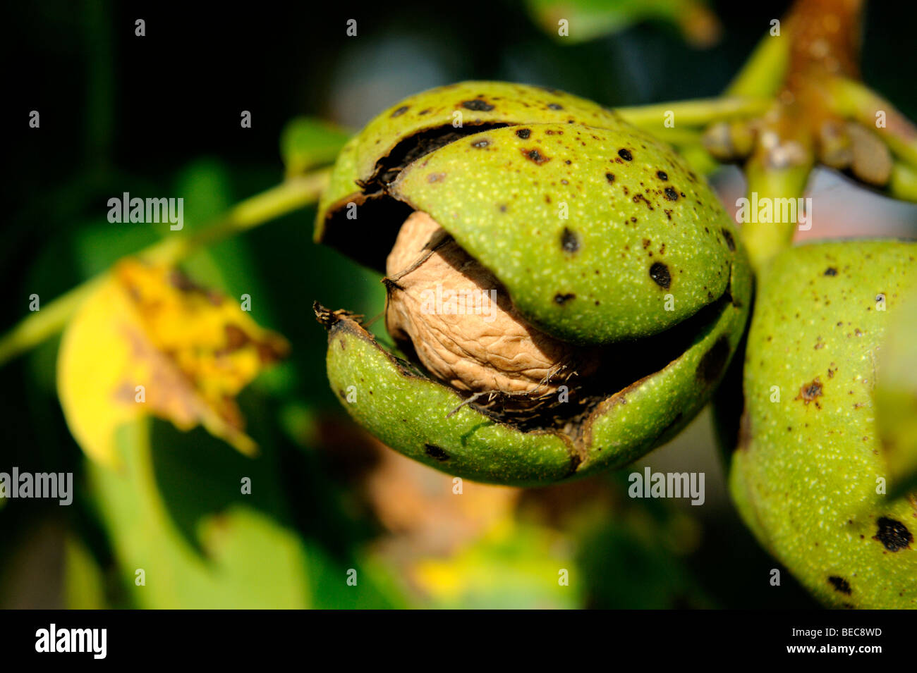 Walnuts tree hi-res stock photography and images - Alamy
