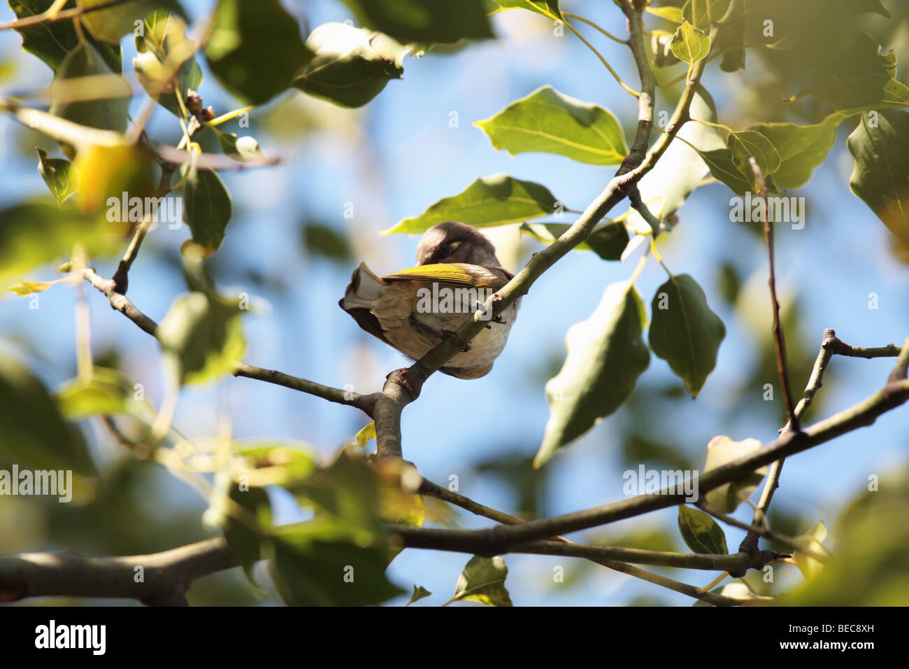 Bird Under the Tree Stock Photo - Alamy